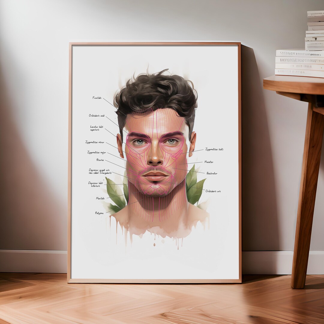 Male Facial Anatomy Art, Facial Muscles Art, Esthetician Art, Anatomy ...