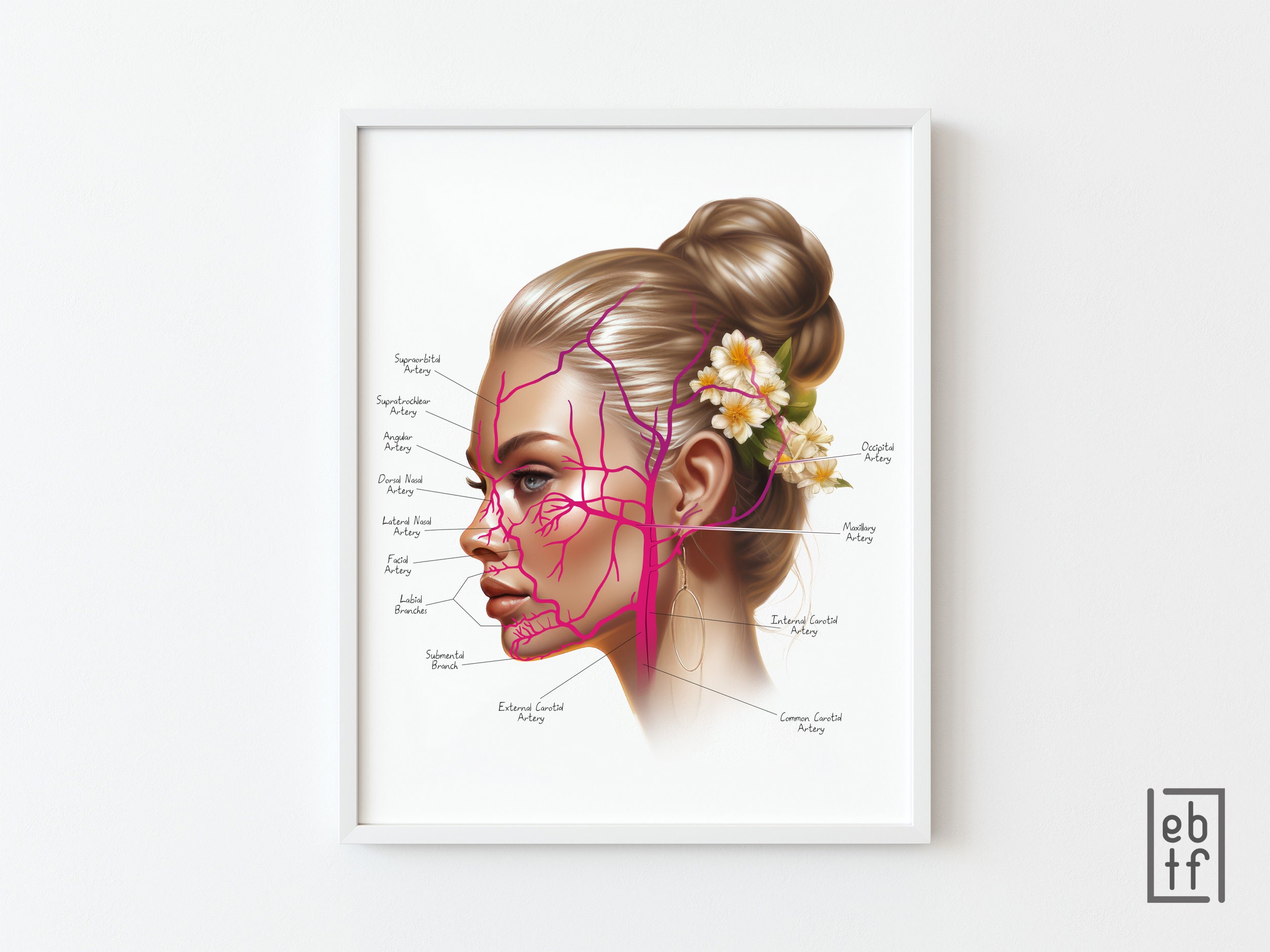 Facial Artery Art Model 3, Facial Anatomy, Esthetician Art, Anatomy ...