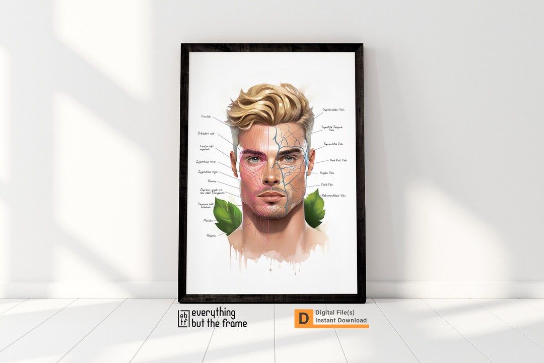 Facial Anatomy Art Male Model 1b, Facial Muscles, Aesthetics Art ...