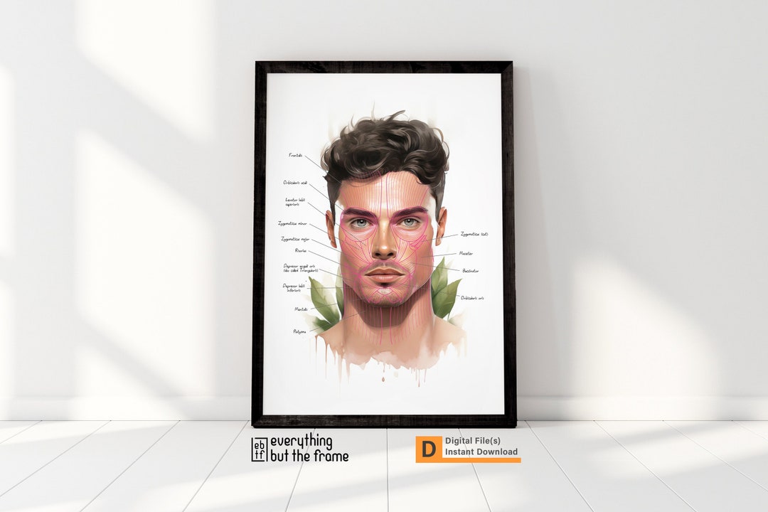 Facial Anatomy Art Male Model 1 Facial Muscles Aesthetics Art Esthetician Art Anatomy Wall