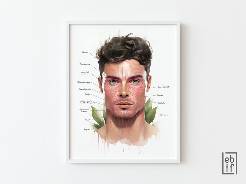 Facial Anatomy Art Male Model 1 Facial Muscles Aesthetics Art Esthetician Art Anatomy Wall