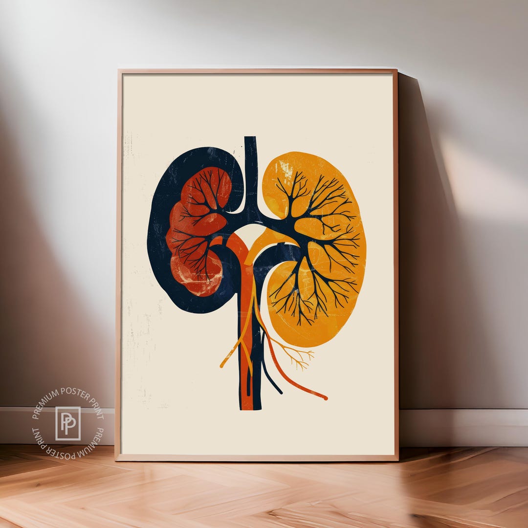 Anatomy Wall Art, Human Kidneys Print, Abstract Wall Art, Human Organ ...