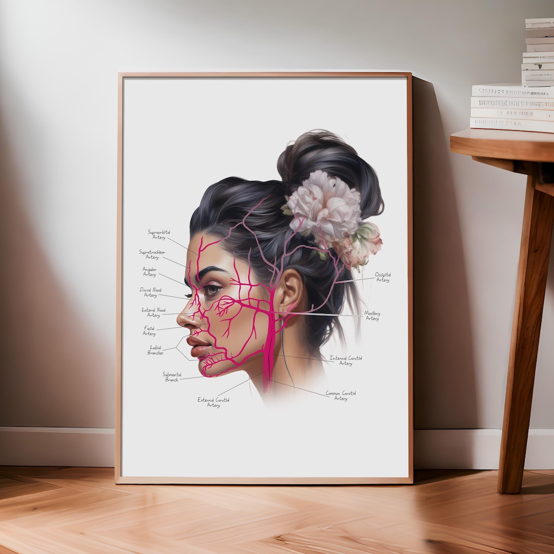 Facial Anatomy Art, Brunette Model, Facial Arteries, Esthetician Art ...