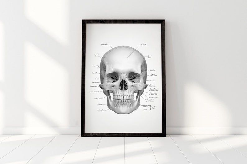 Human Skull Anatomy Art - V3, Facial Bones, Facial Anatomy, Esthetician ...