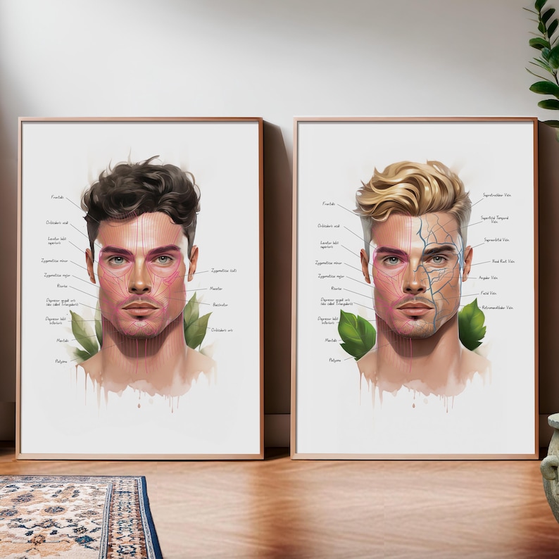 Facial Anatomy Art Set, Male Face Anatomy, 2 Pcs, Facial Muscles and ...