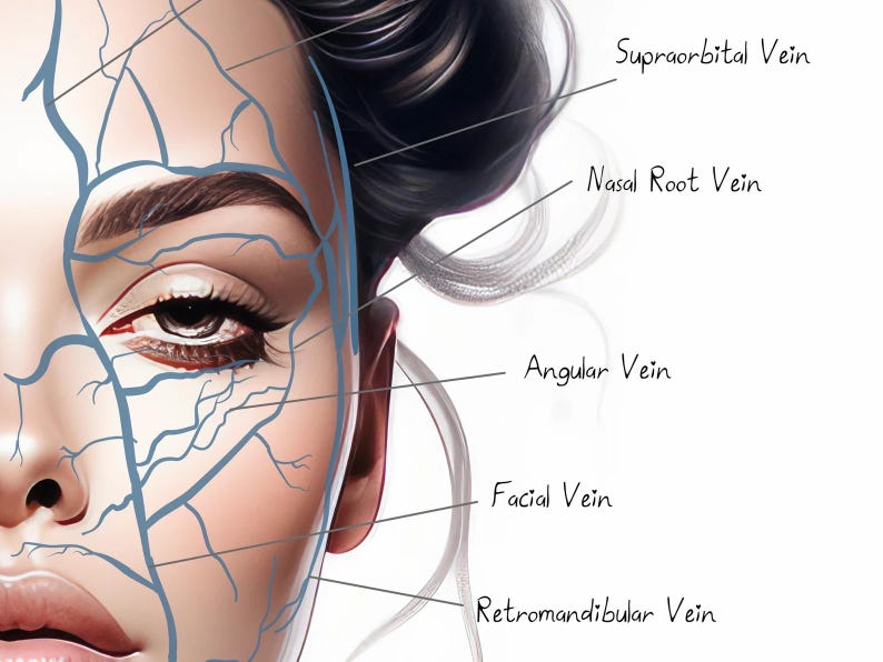 Facial Anatomy Art Set, Brunette Model, 2 Pcs, Facial Muscles and Veins ...