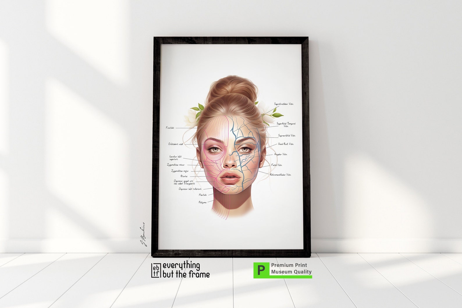 Facial Anatomy Art Print Model 2b, Facial Muscles and Veins, Aesthetics ...
