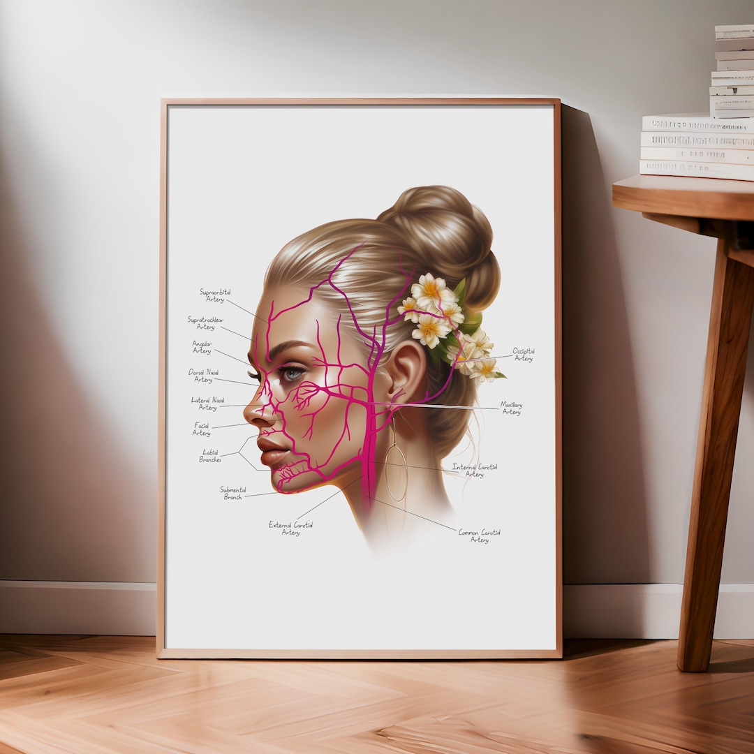Facial Anatomy Art, Blonde Model, Facial Arteries, Esthetician Art ...