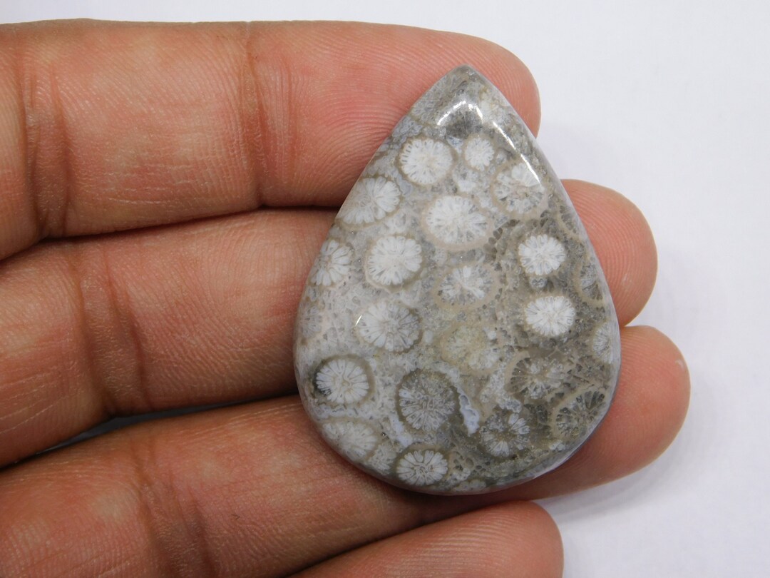 Natural Crinoid Fossils, Crinoid Fossils Cabochon, Crinoid Fossils ...