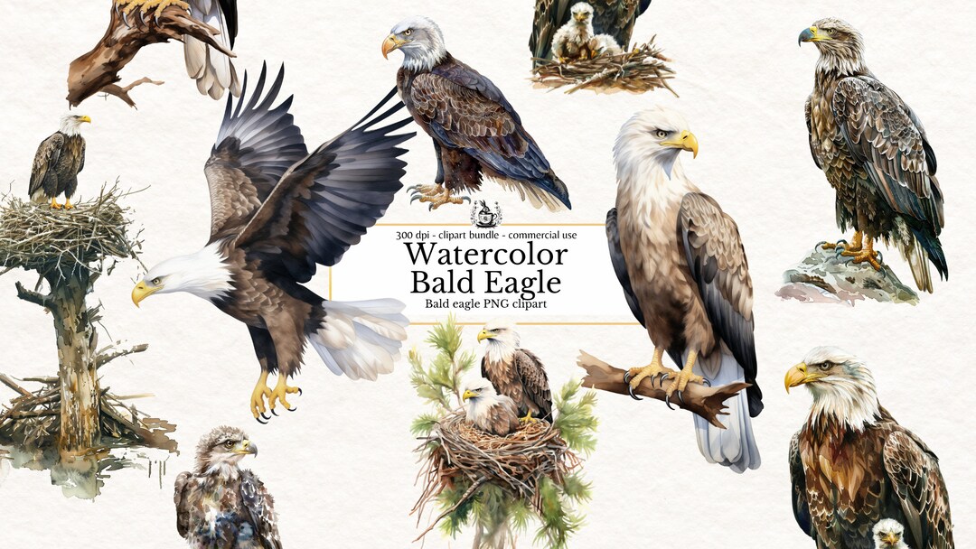 Watercolor Bald Eagle Clipart, American Patriotic Symbol Clip Art PNG ...