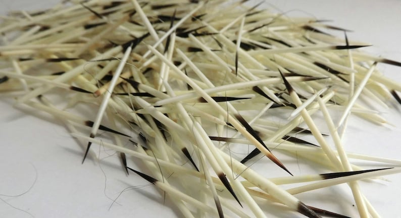 North American Porcupine Quills, 3g, 10g or 14g, Unsorted, Undyed ...