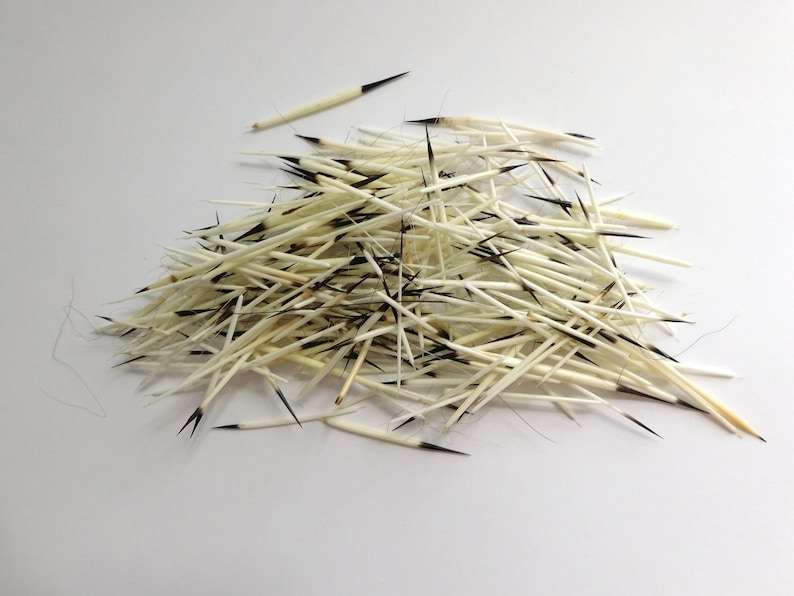 North American Porcupine Quills, 3g, 10g or 14g, Unsorted, Undyed ...
