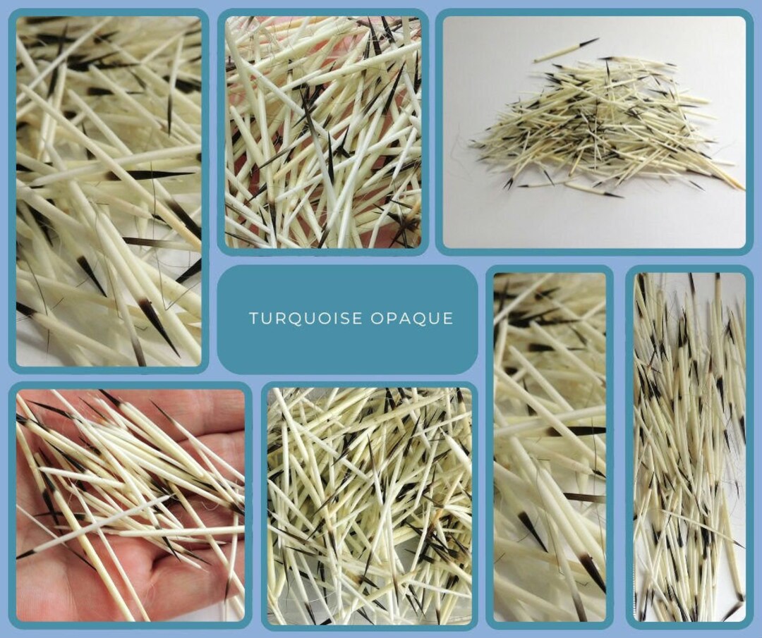 North American Porcupine Quills, 3g, 10g or 14g, Unsorted, Undyed ...