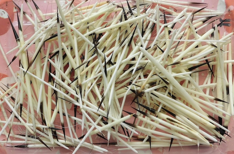 North American Porcupine Quills, 3g, 10g or 14g, Unsorted, Undyed ...