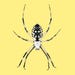 Banana Spider Art Print, Argiope Aurantia, Black and Yellow Argiope ...