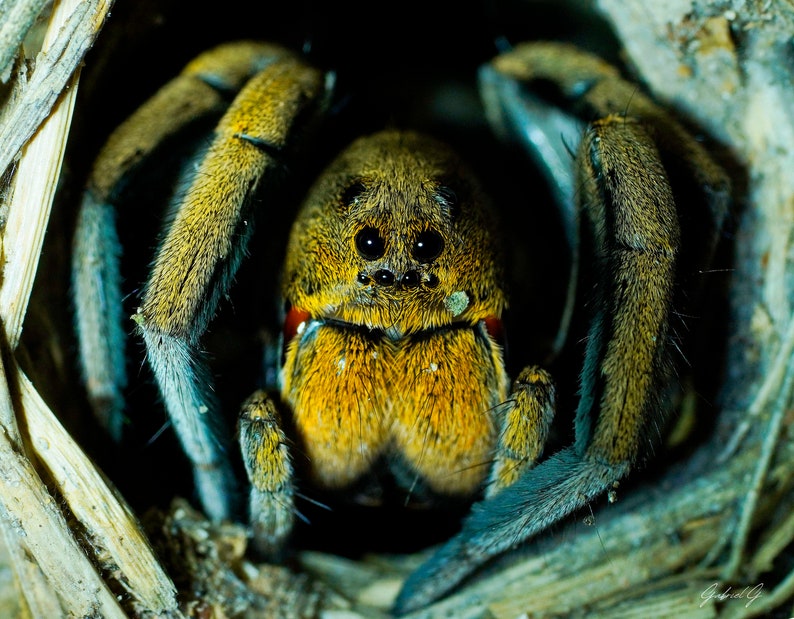 Burrowing Wolf Spider Print, Spider Photography, Wildlife Photography ...