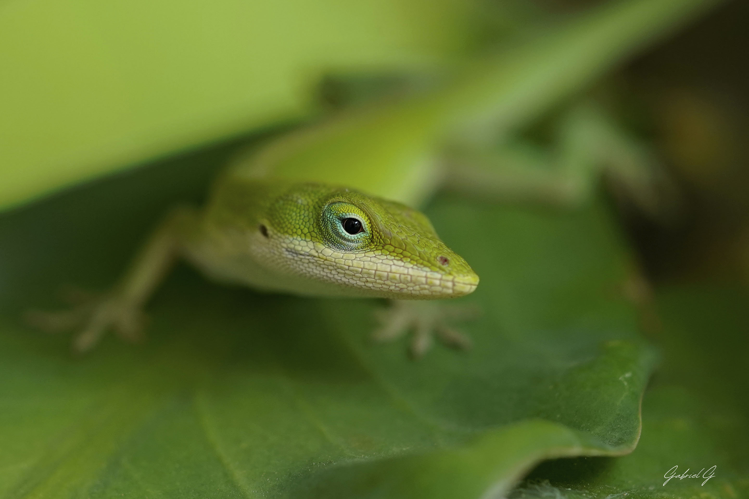 Green Anole Print, Lizard Macrophotography, Wildlife, Nature ...
