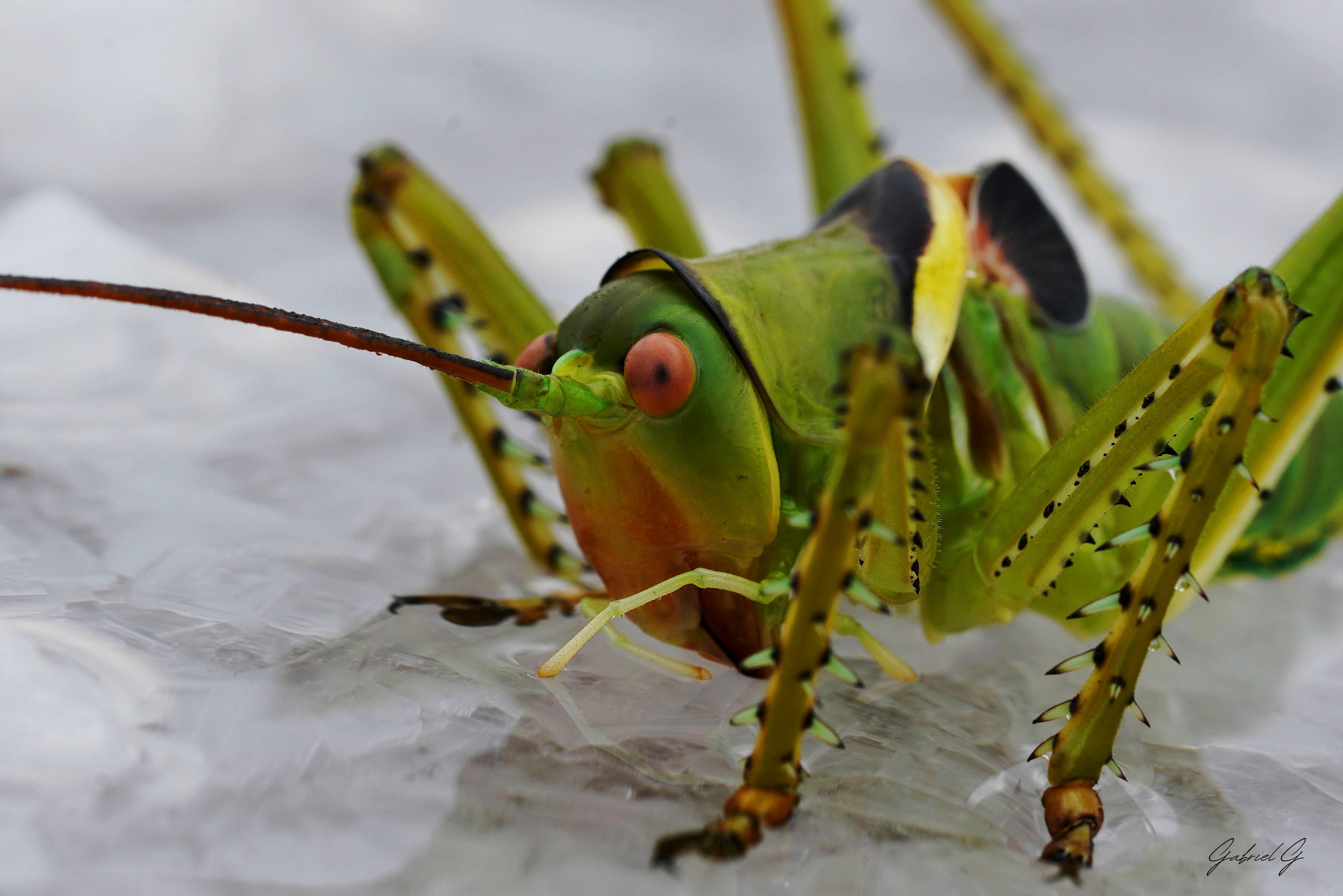 Greater Arid-land Katydid, Insect Photography, Wall Art, Nature ...