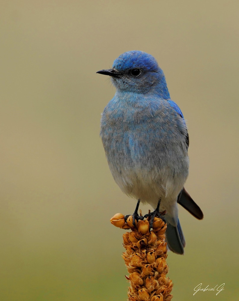 Mountain Bluebird male Print, Wildlife Photography, Wall Art, Bird ...