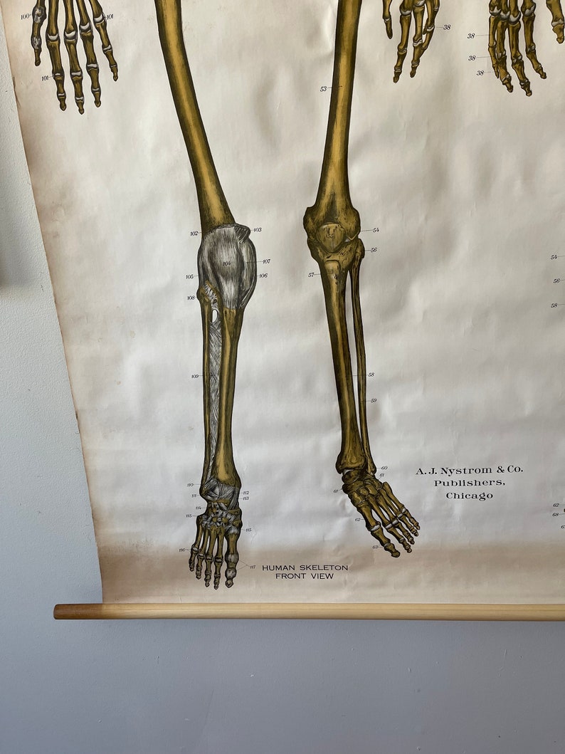 Extra Large Vintage Anatomy Chart of the Human Skeleton - Etsy Australia