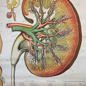 Large Vintage Anatomy Chart of the Kidneys - Etsy