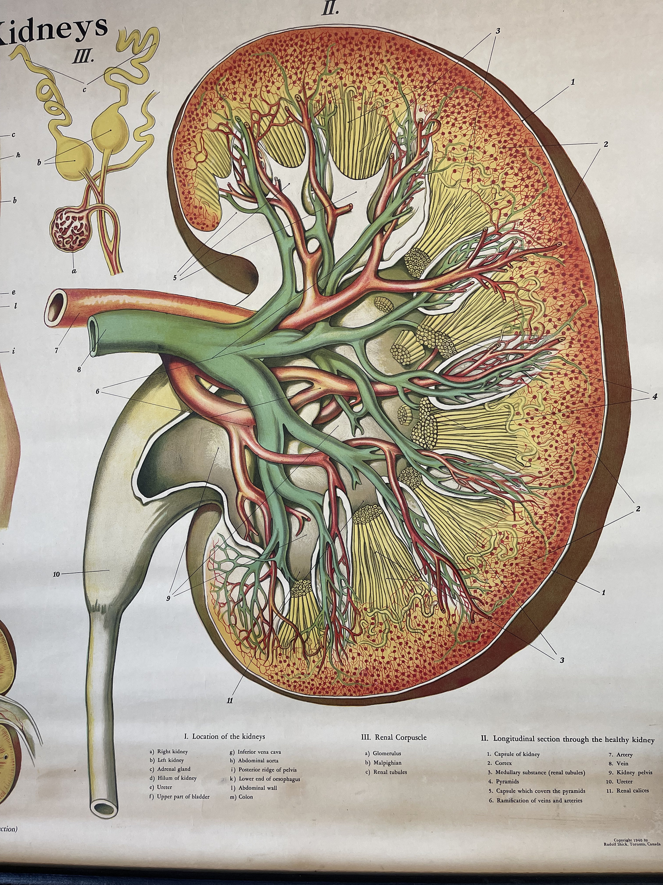 Large Vintage Anatomy Chart of the Kidneys - Etsy