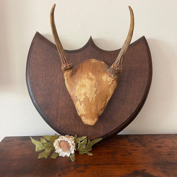 Deer Antler Mount - Etsy