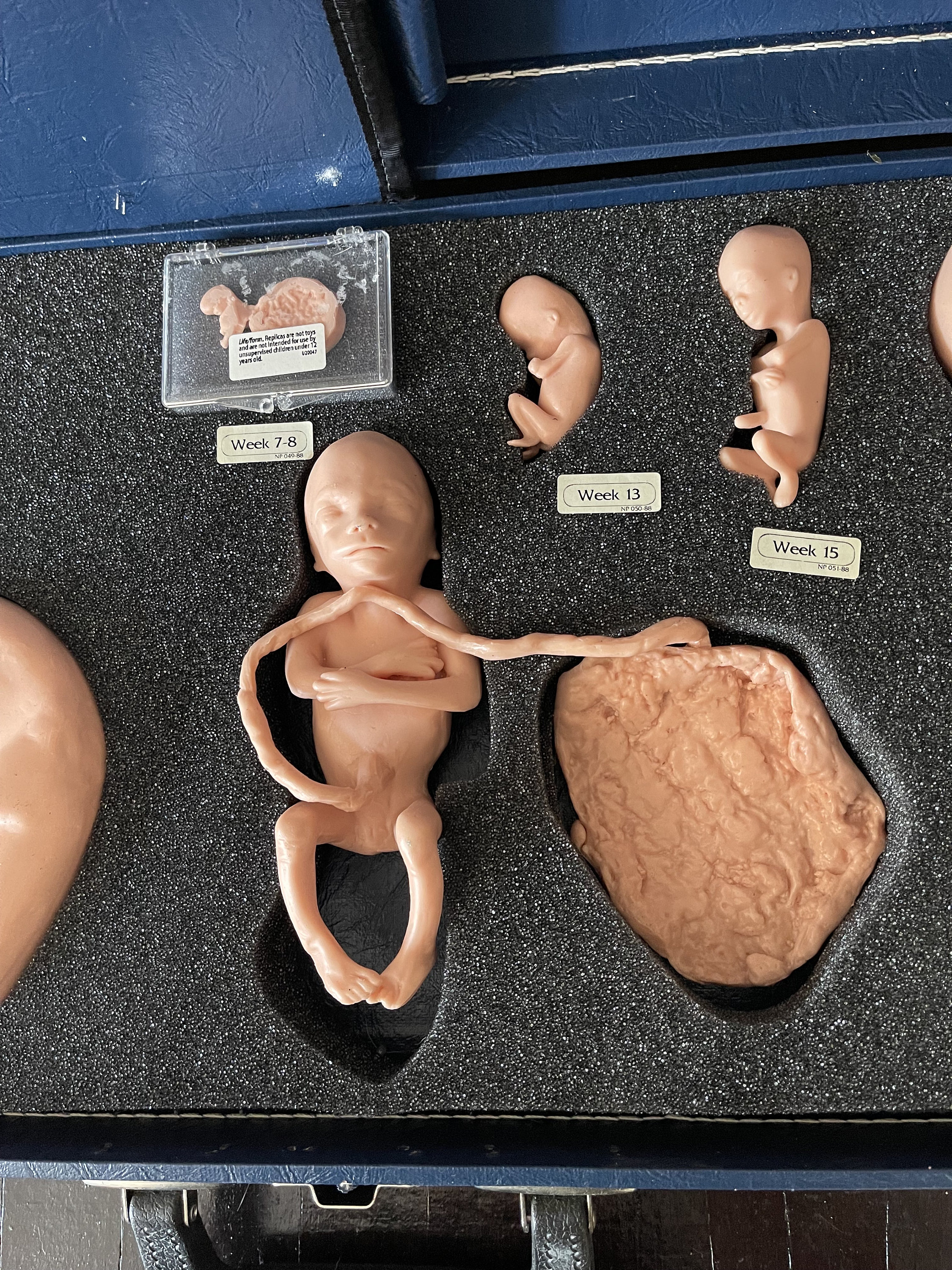 Lifeform Replicas Human Development Teaching Kit - Etsy