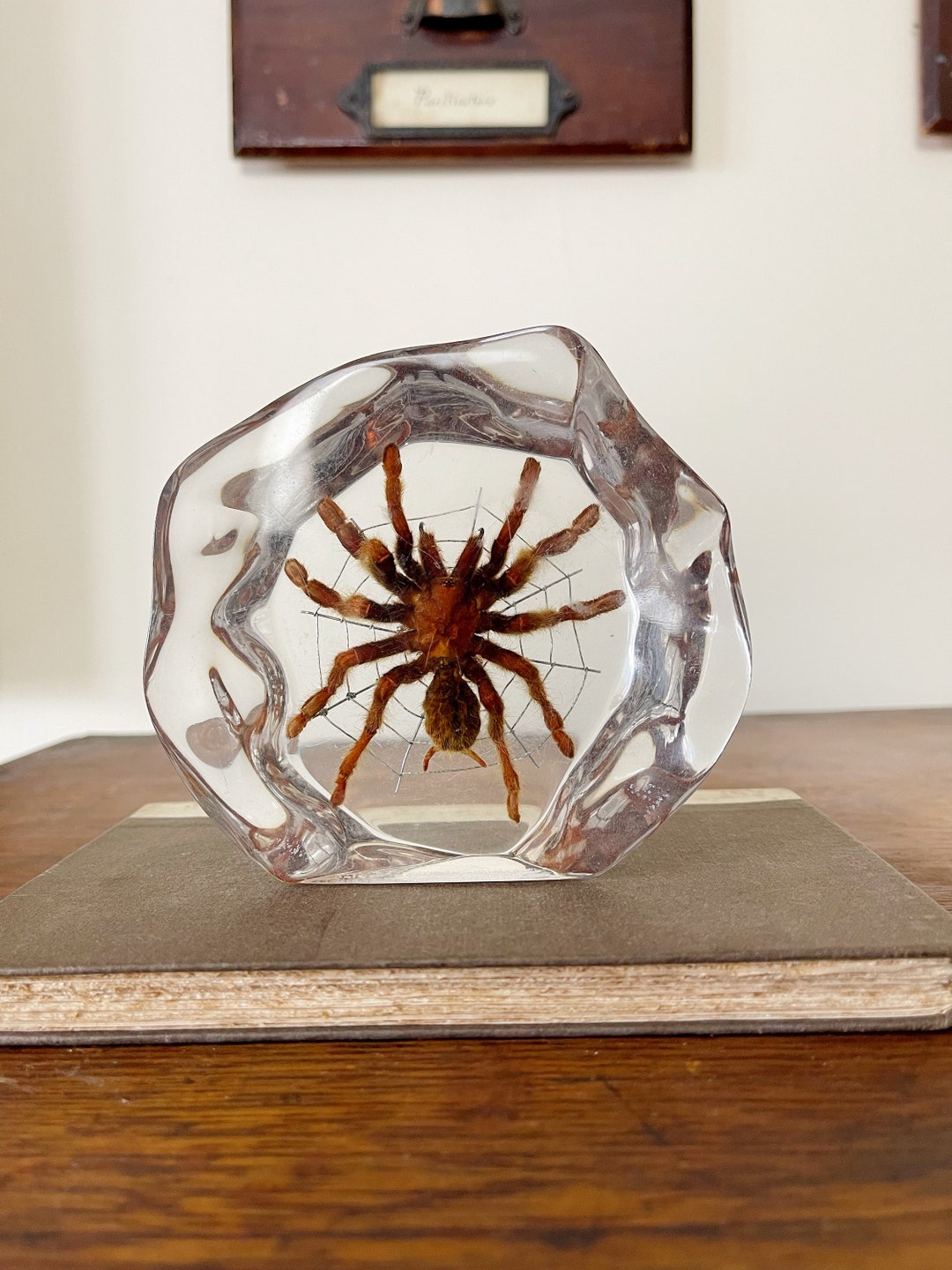 Authentic Tarantula Preserved in Resin - Etsy