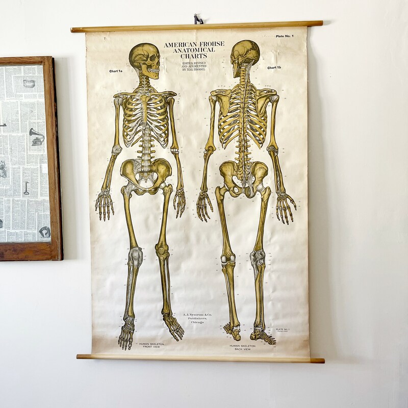 Vintage Anatomy - Etsy