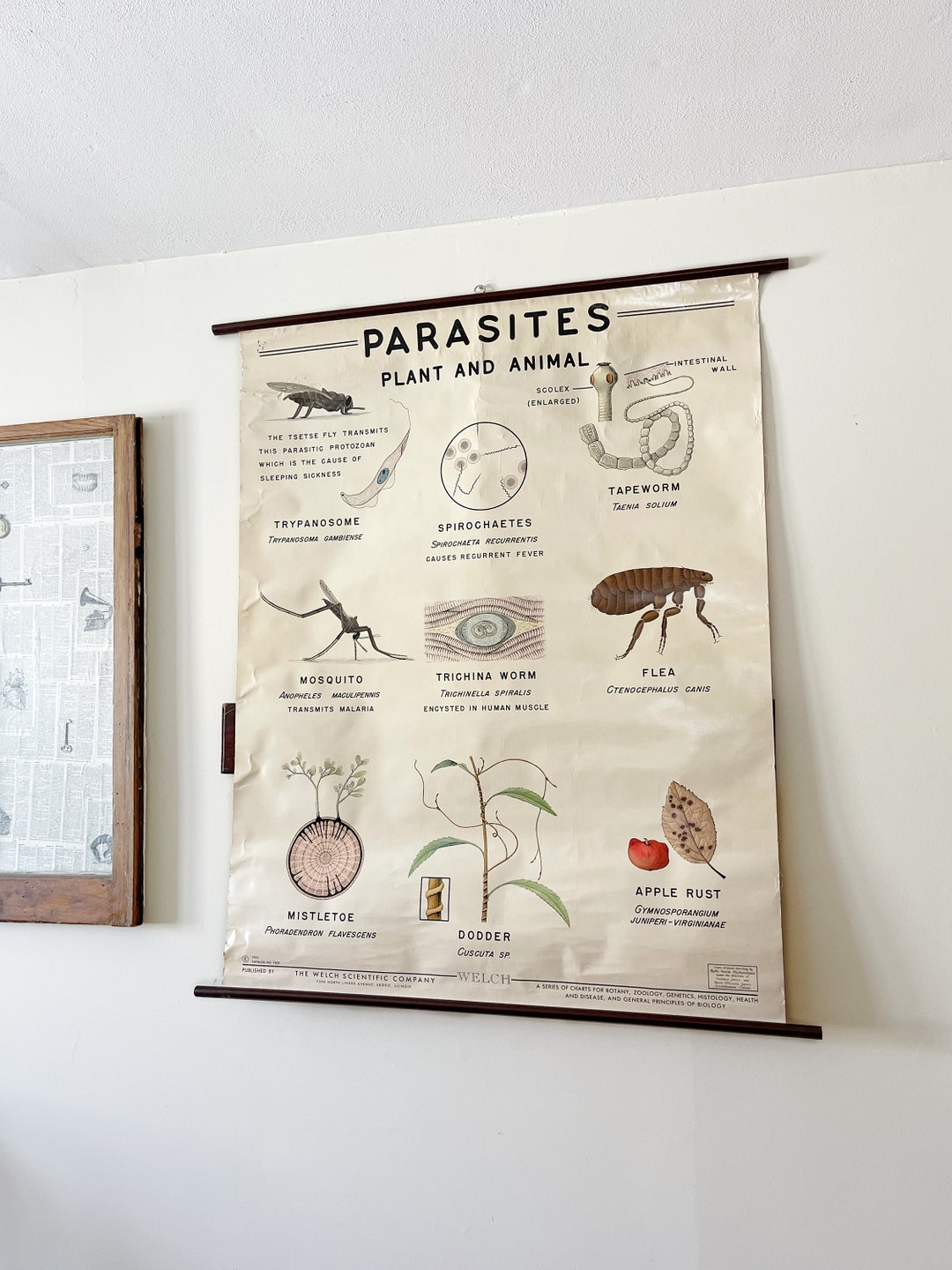 Vintage Biology Class Chart Depicting Parasites - Etsy