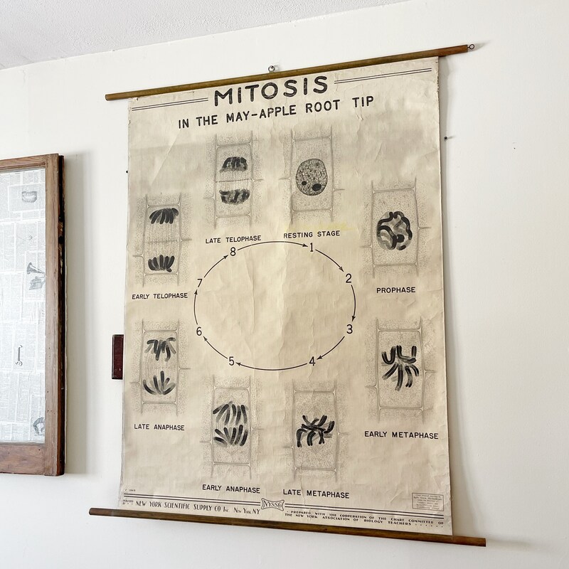 Biology Wall Art - Etsy