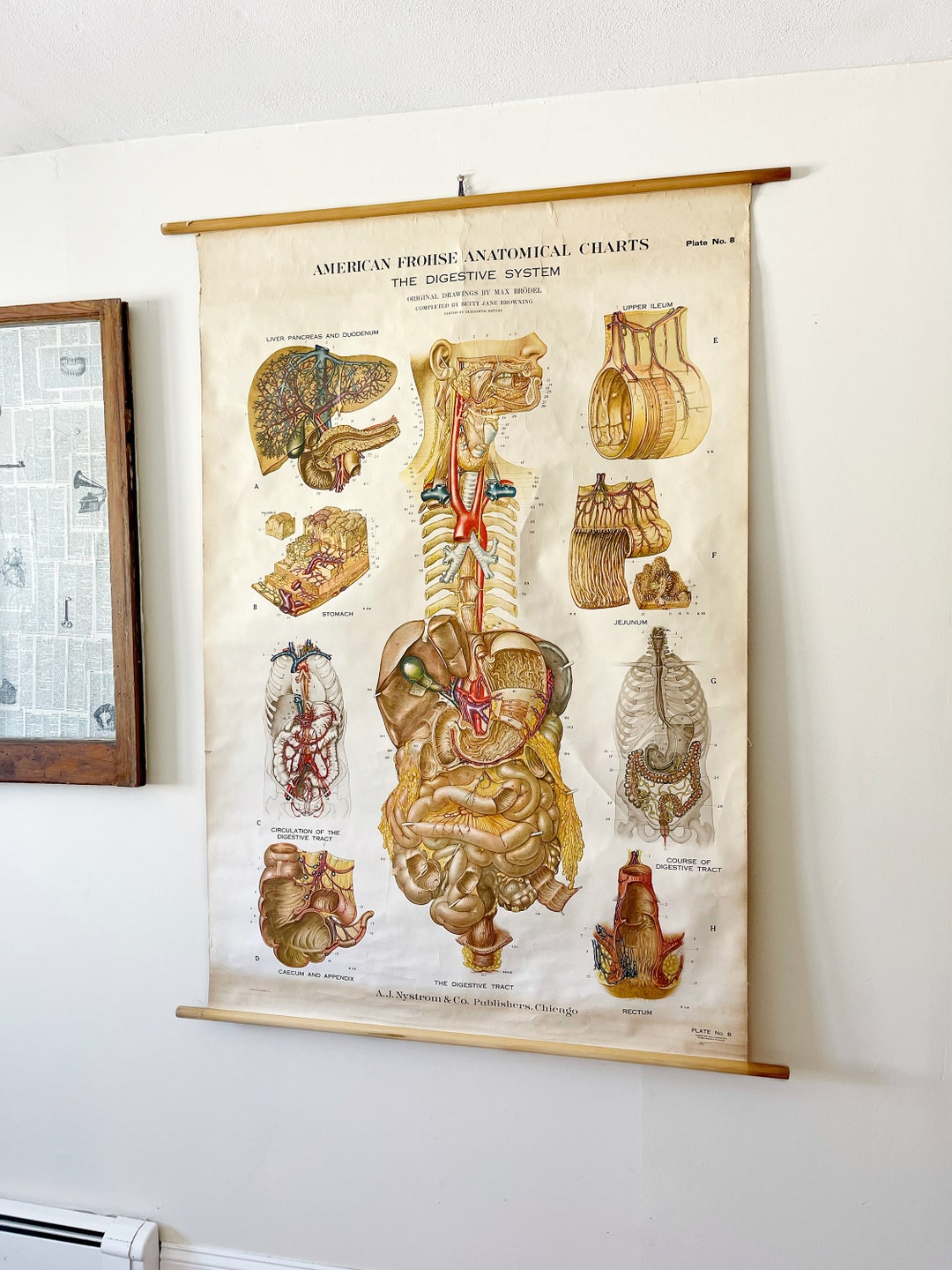 Extra Large Anatomy Poster of the Digestive System - Etsy