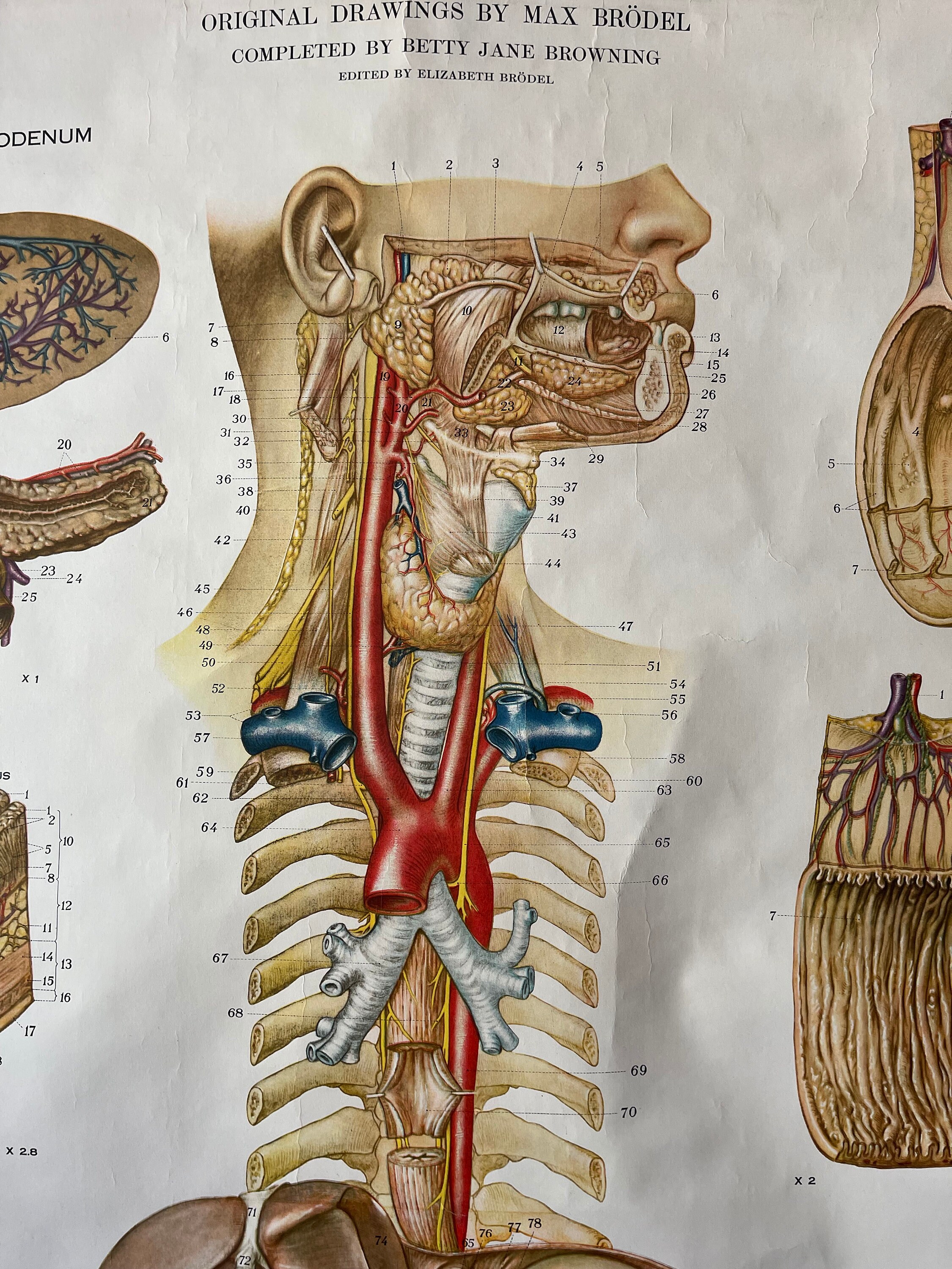 Extra Large Anatomy Poster of the Digestive System - Etsy