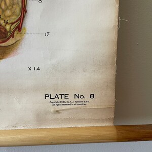 Extra Large Anatomy Poster of the Digestive System - Etsy