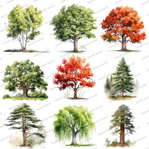 Watercolor Trees Clipart Bundle: 50 PNG+JPG Botanical Illustrations ...
