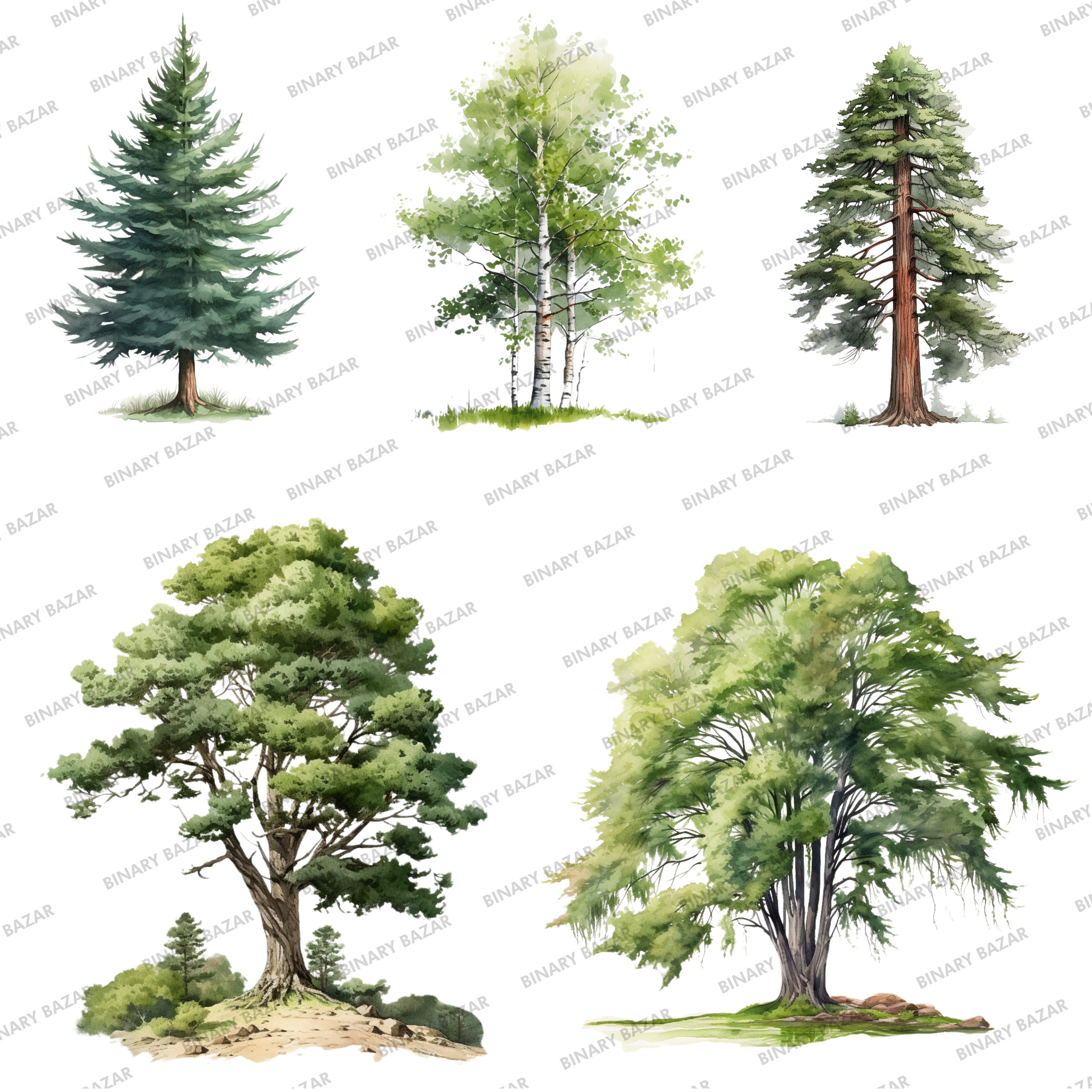 Watercolor Trees Clipart Bundle: 50 PNG+JPG Botanical Illustrations ...