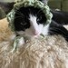 Crochet Cat Hat Cat Bonnet Cat Accessories Cat Clothes - Etsy