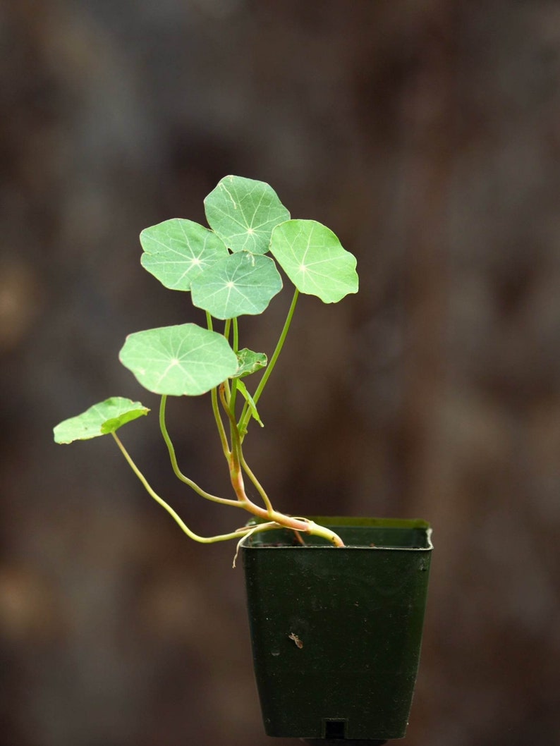 Nasturtium Live Plant in a 3 in Pot, Jewel Mix Nasturtium. - Etsy