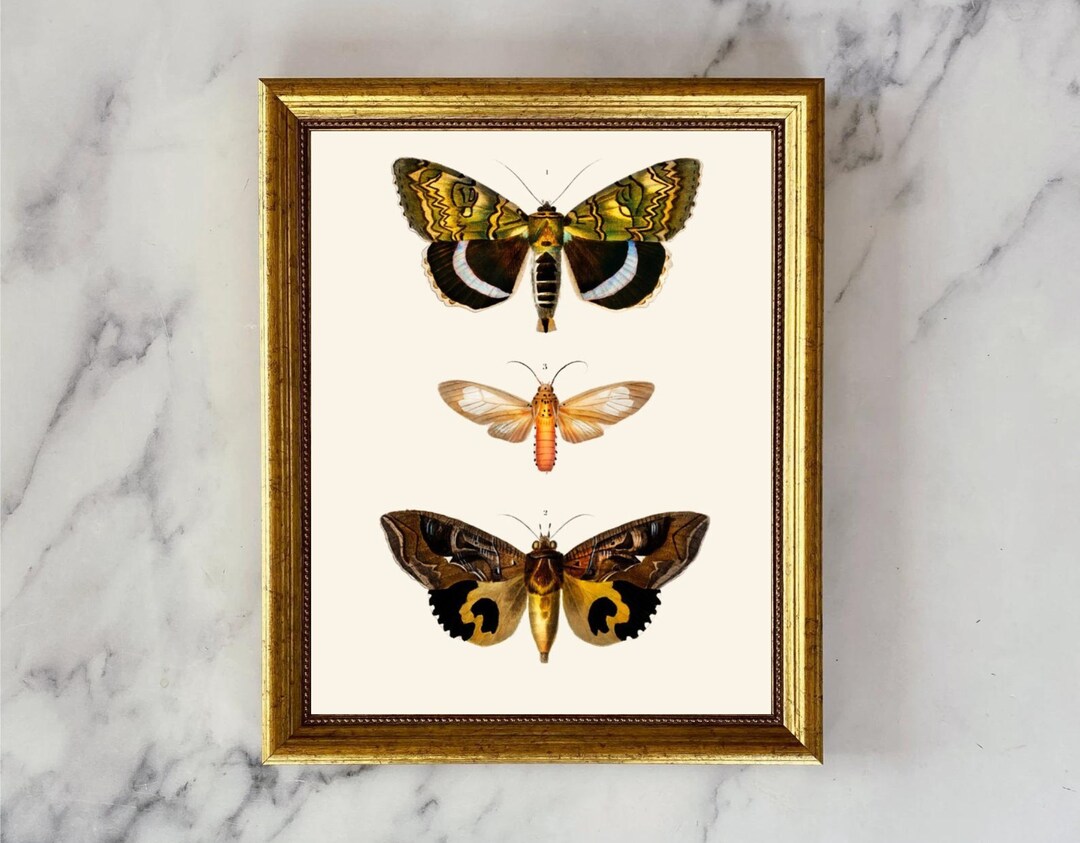 Butterfly Farmhouse Wall Deco, Vintage Butterfly Print, Vintage Home ...