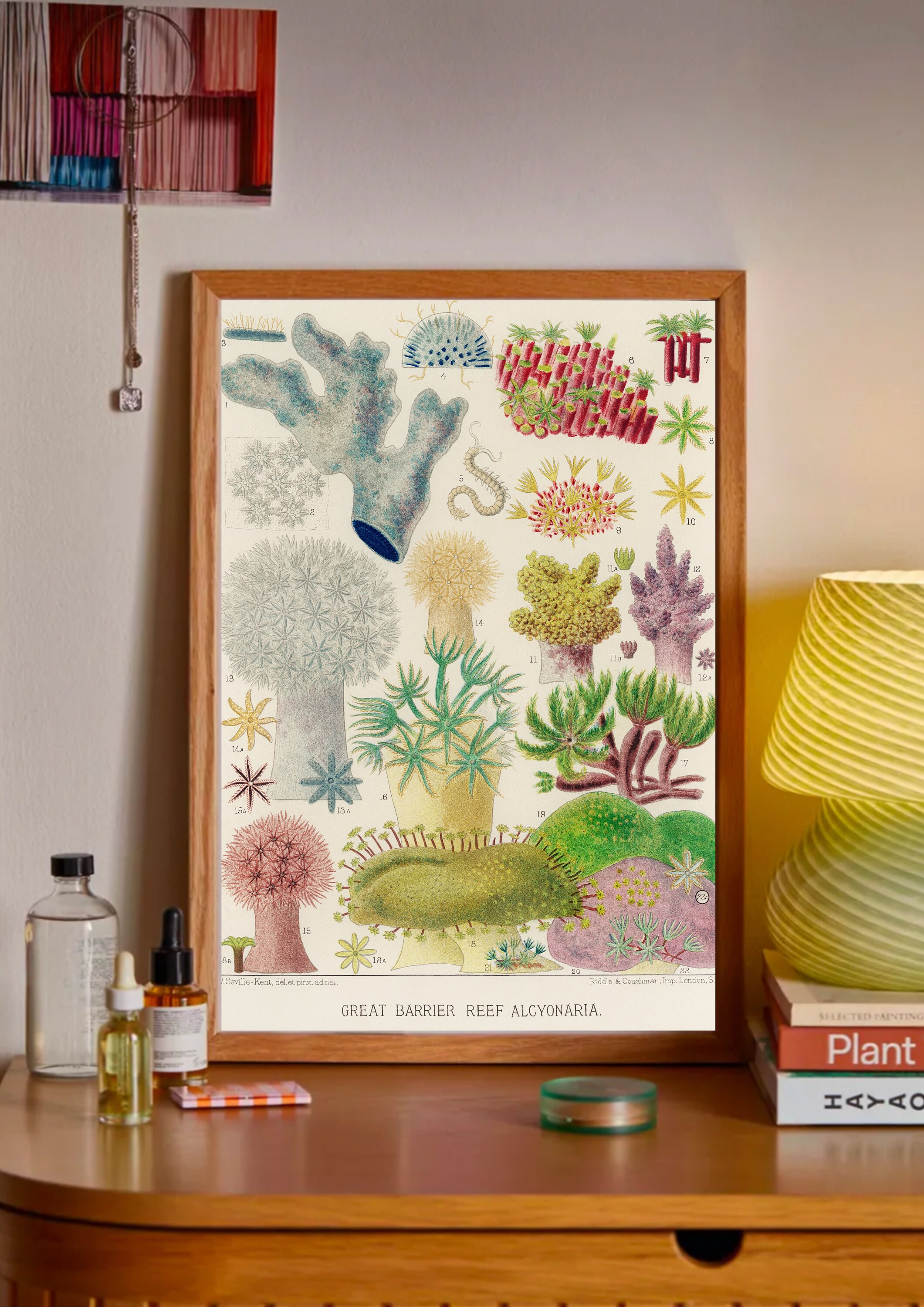 Great Barrier Reef Alcyonaria Print - Coral Reef - Marine Life Print ...