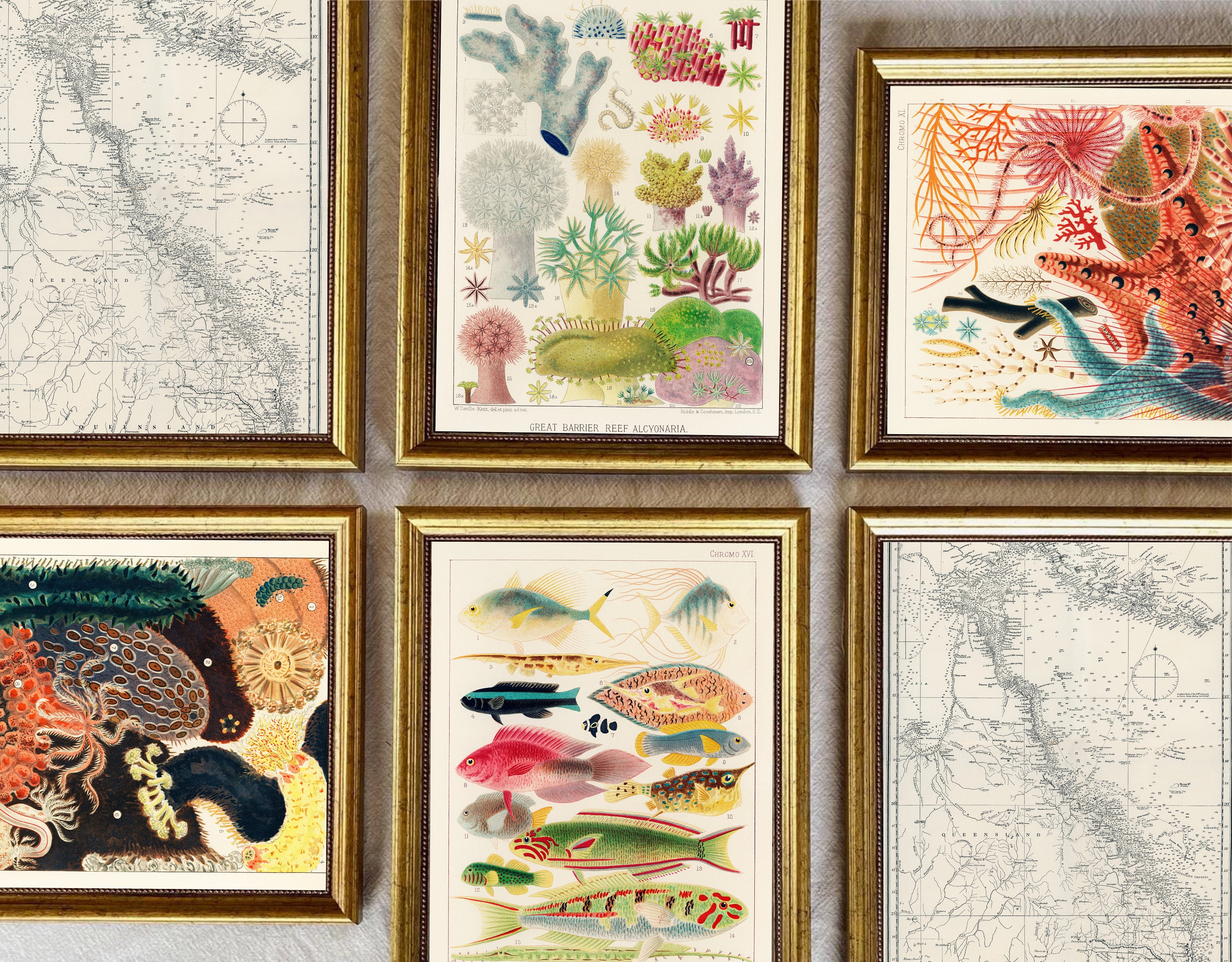 Great Barrier Reef Alcyonaria Print - Coral Reef - Marine Life Print ...