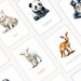16 Animals Flashcards + Free Coloring Package | Printable Animals ...
