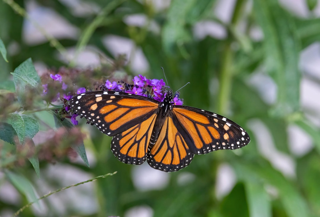 Beautiful Monarch Butterfly on Purple Flowers - Etsy