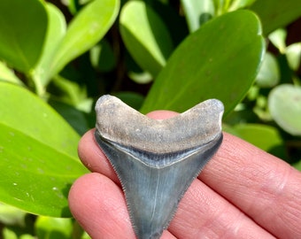 Bone Valley Megalodon Shark Tooth 2.1 - Etsy