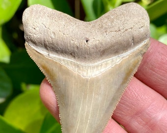 Bone Valley Megalodon Shark Tooth 2.1 - Etsy