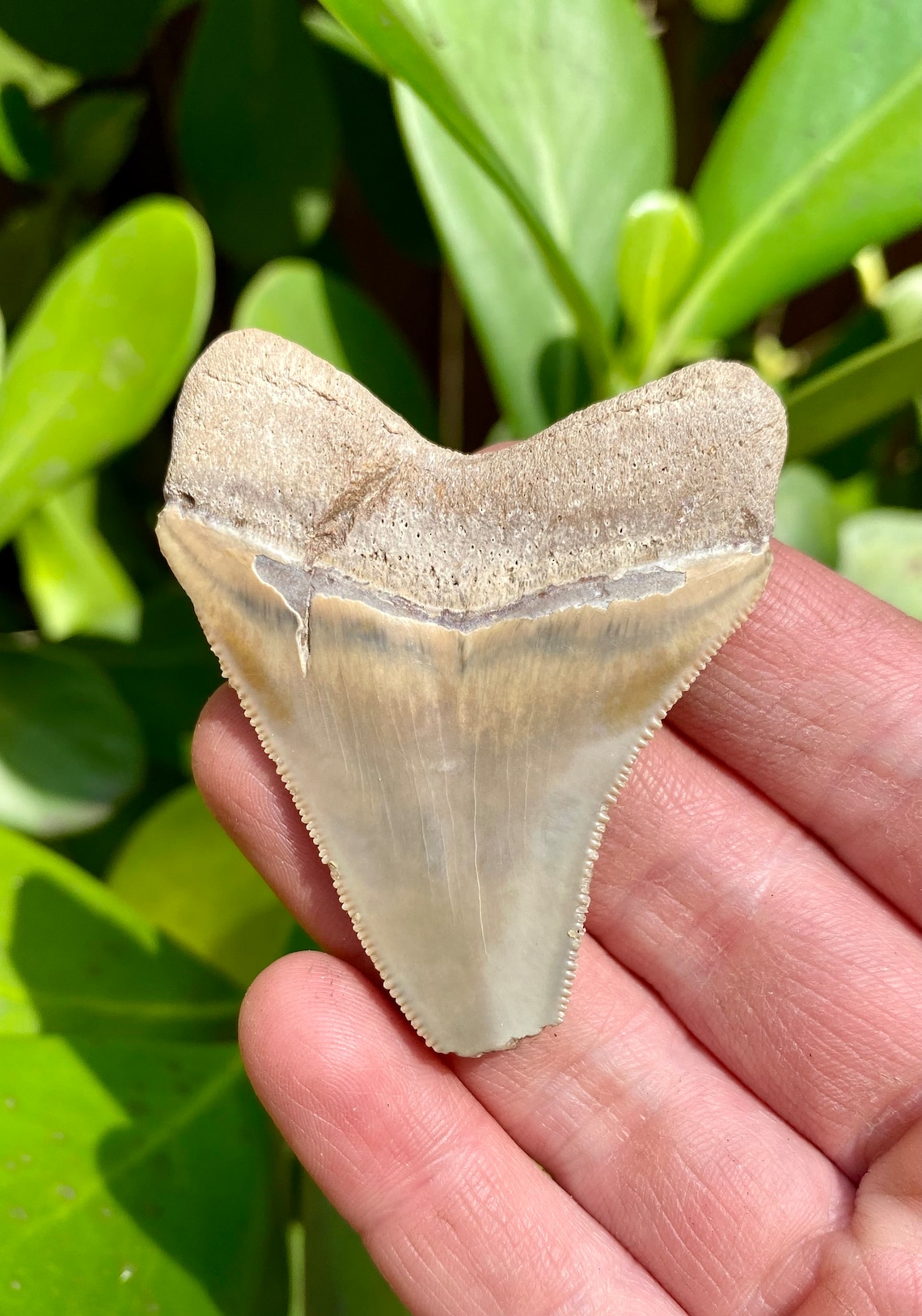 Bone Valley Megalodon Shark Tooth 2.4” - Etsy