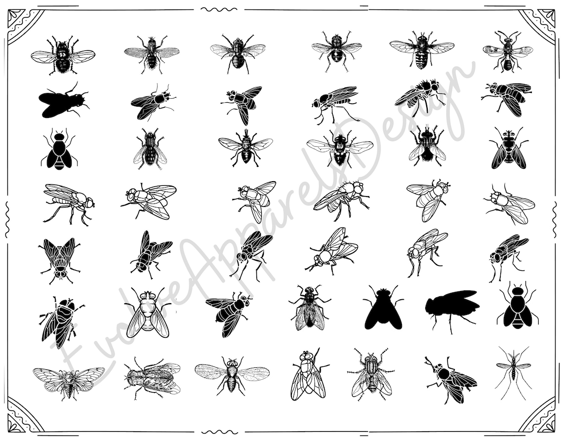 Insect SVG , Insect Bundle SVG, Fly Vector, Fly Bundle SVG, Fly Svg ...