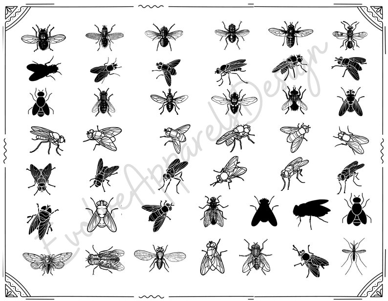 Insect SVG , Insect Bundle SVG, Fly Vector, Fly Bundle SVG, Fly Svg ...