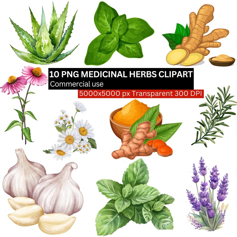 Medicinal Herbs Clipart Bundle, 10 PNG Herbal Plants Illustrations ...
